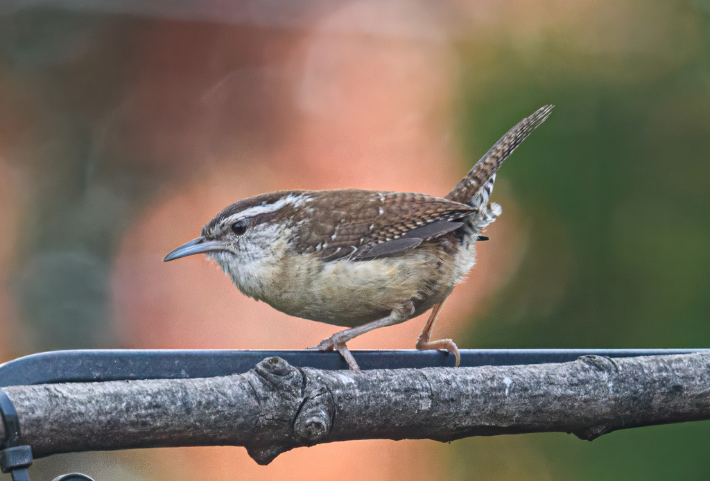Carolina Wren from Montgomery County, PA, USA on April 27, 2024 at 07: ...