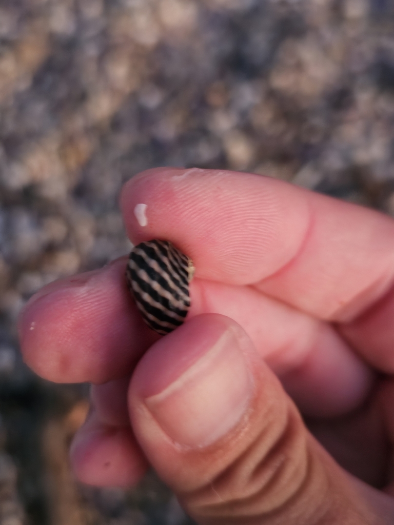 Zebra Top Snail from Shelly beach, Manly NSW 2095, Australia on April ...