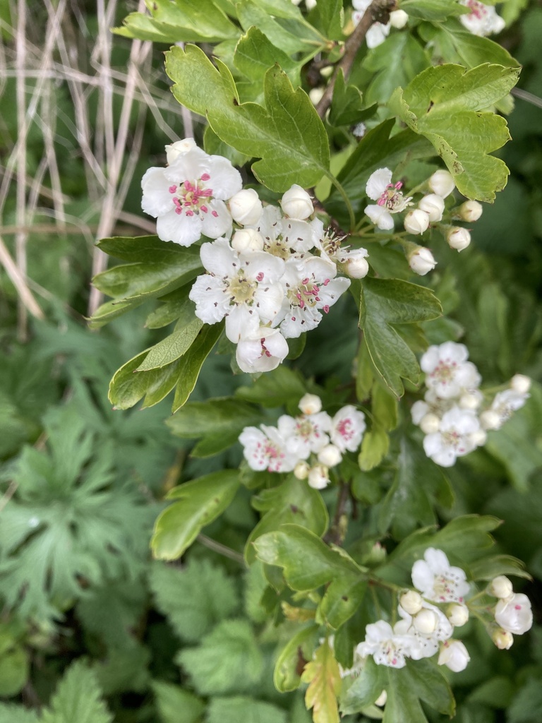 common hawthorn from Wheldrake, York, England, GB on April 27, 2024 at ...