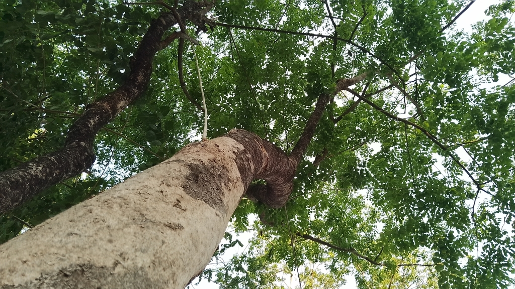 Afzelia xylocarpa in April 2024 by Gunn Go Green · iNaturalist