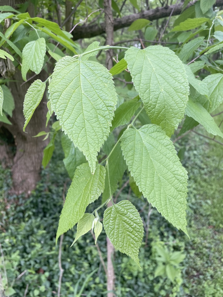 common hackberry from Caperton Swamp, Indian Hills, KY, US on April 27 ...