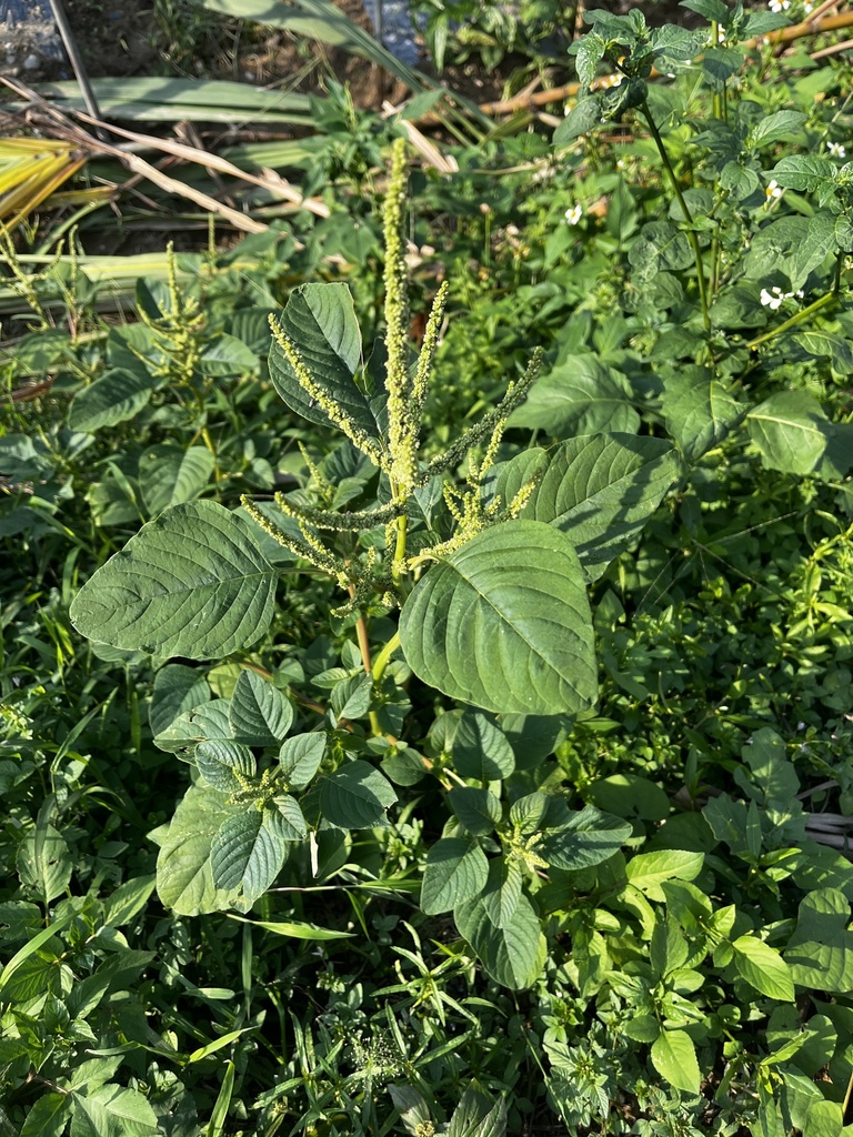green amaranth (Amaranthus viridis) - Botanical Realm
