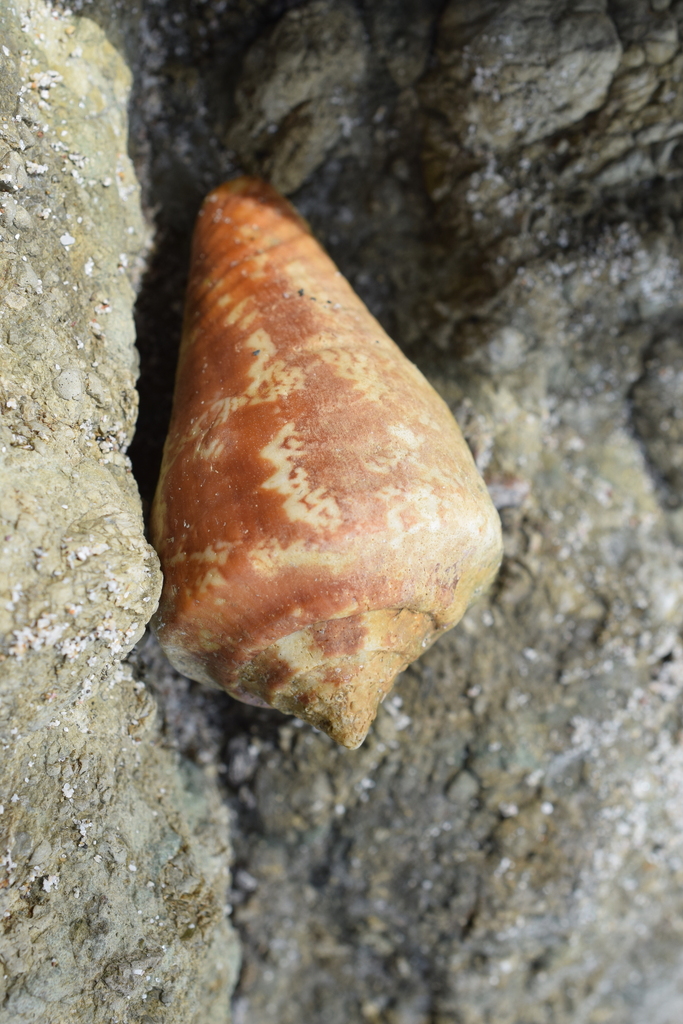 Eastern Pacific Giant Conch from Puntarenas Province, Quepos, Costa ...