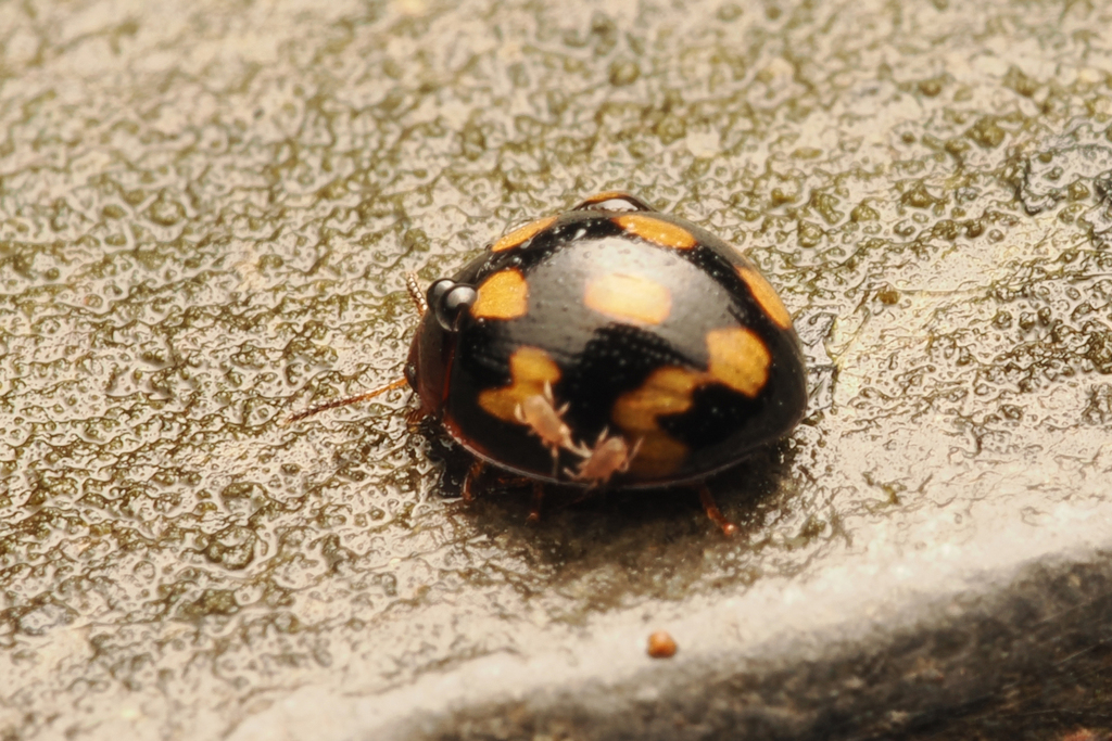 Derispia walkeri from The Peak, Hong Kong on April 27, 2024 at 03:14 PM ...