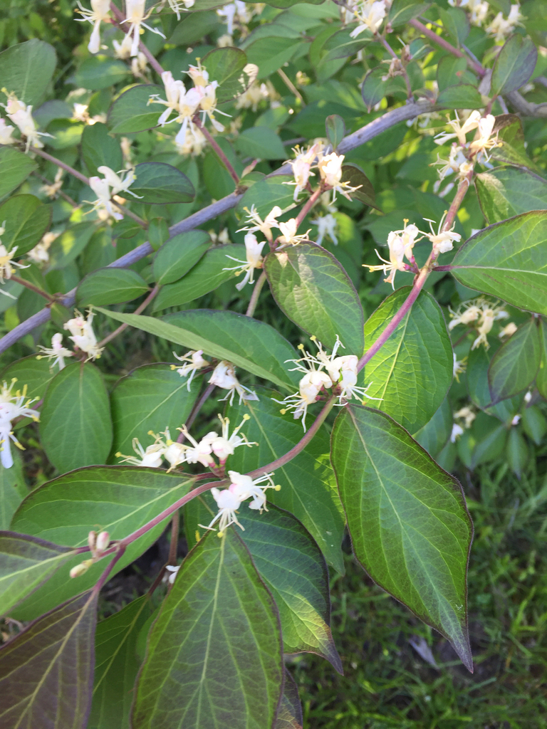 Asian Honeysuckle (Deer Grove Natural Areas Volunteers Invasive Species ...