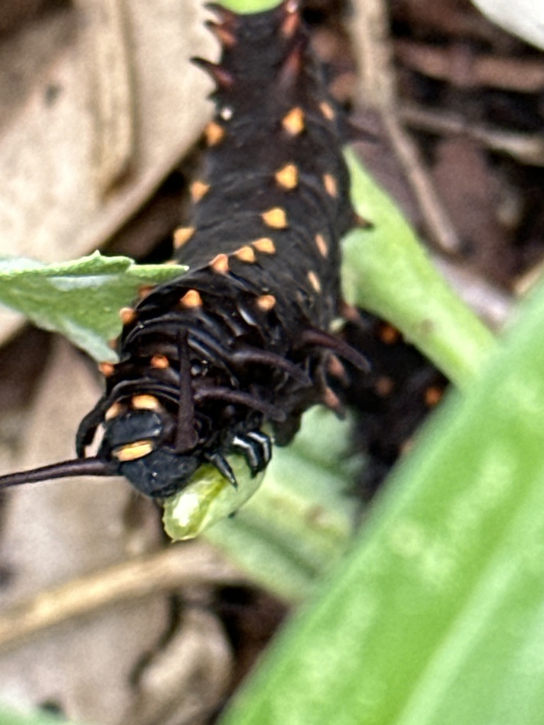 Pipevine Swallowtail from Forest Ridge, New Braunfels, TX, US on April ...