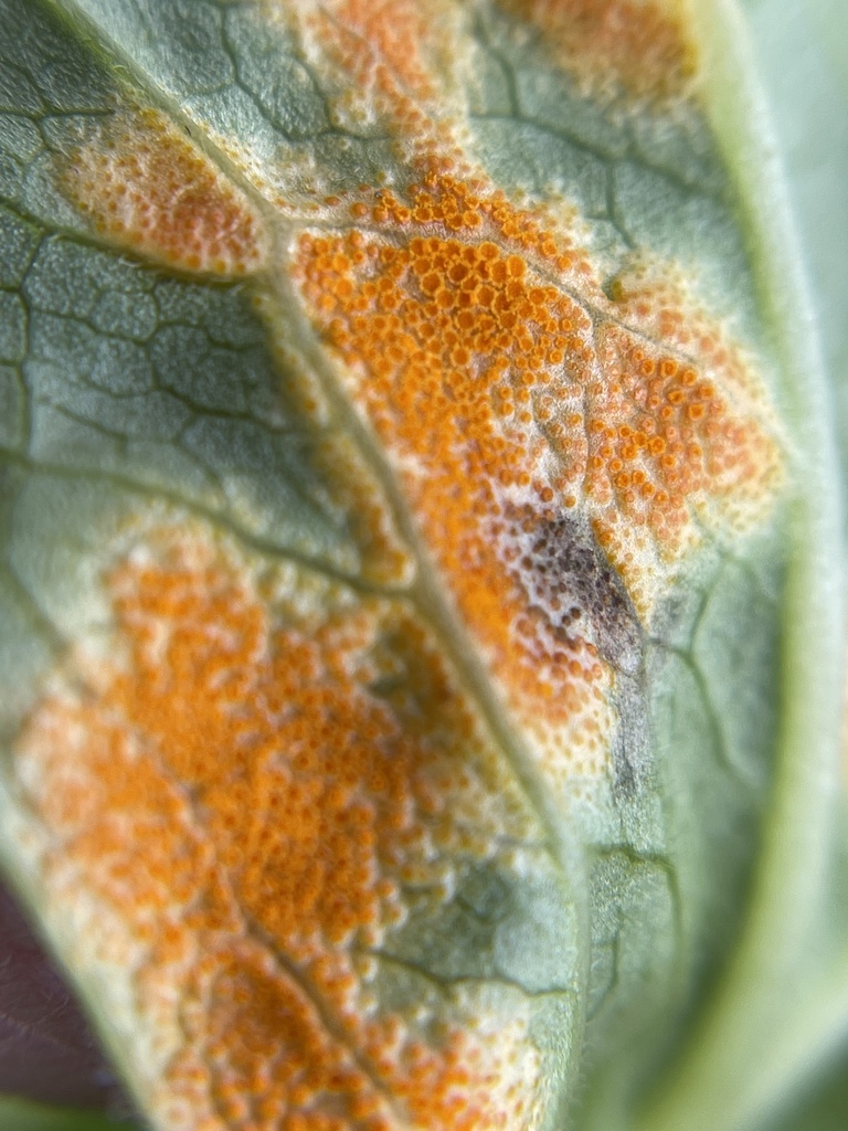 Mayapple Rust from Lake McBride, Solon, IA, US on April 27, 2024 at 09: ...