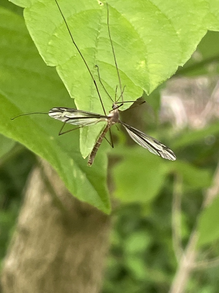 Yamatotipula from Caperton Swamp, Indian Hills, KY, US on April 27 ...