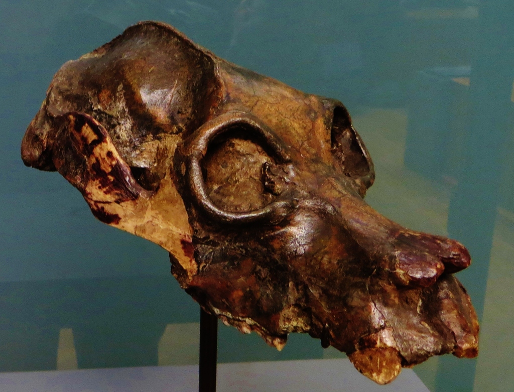 Large Sloth Lemur (Palaeopropithecus ingens) - Know Your Mammals