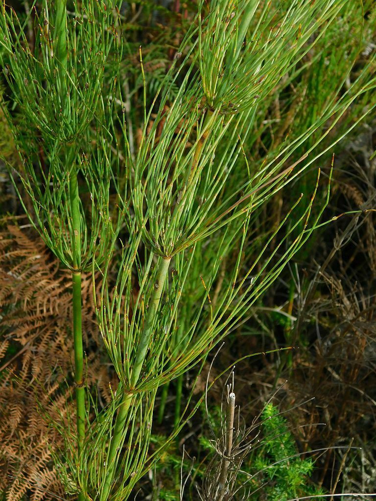 Broom reed from Sandpit Greyton, 7233, South Africa on April 26, 2024 ...