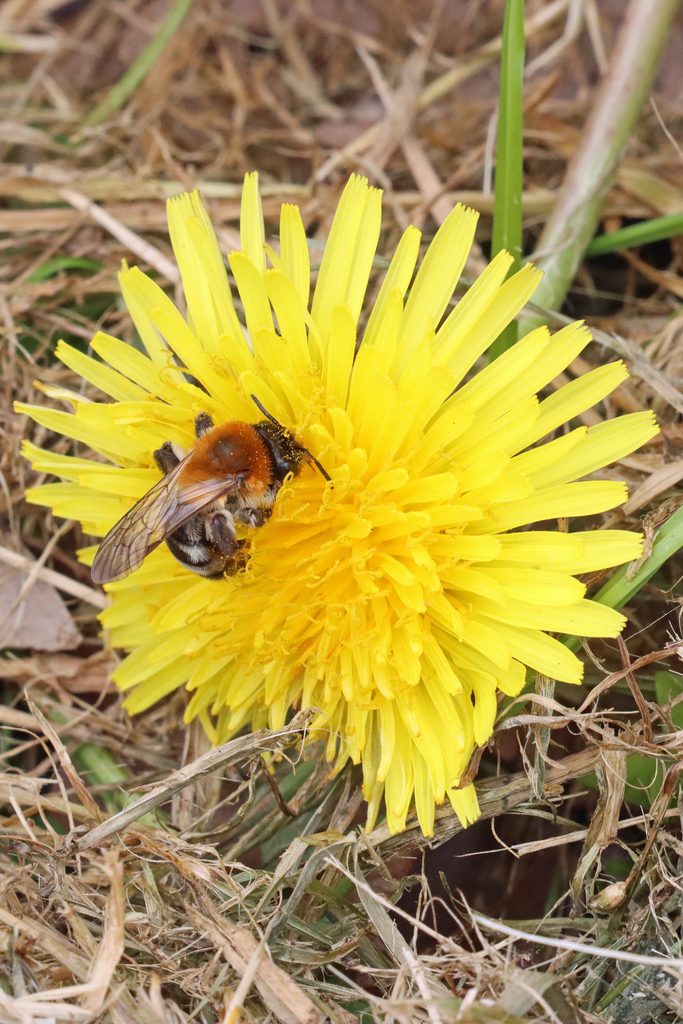 Grey-patched Mining Bee from Bebington, Wirral, UK on April 26, 2024 at ...