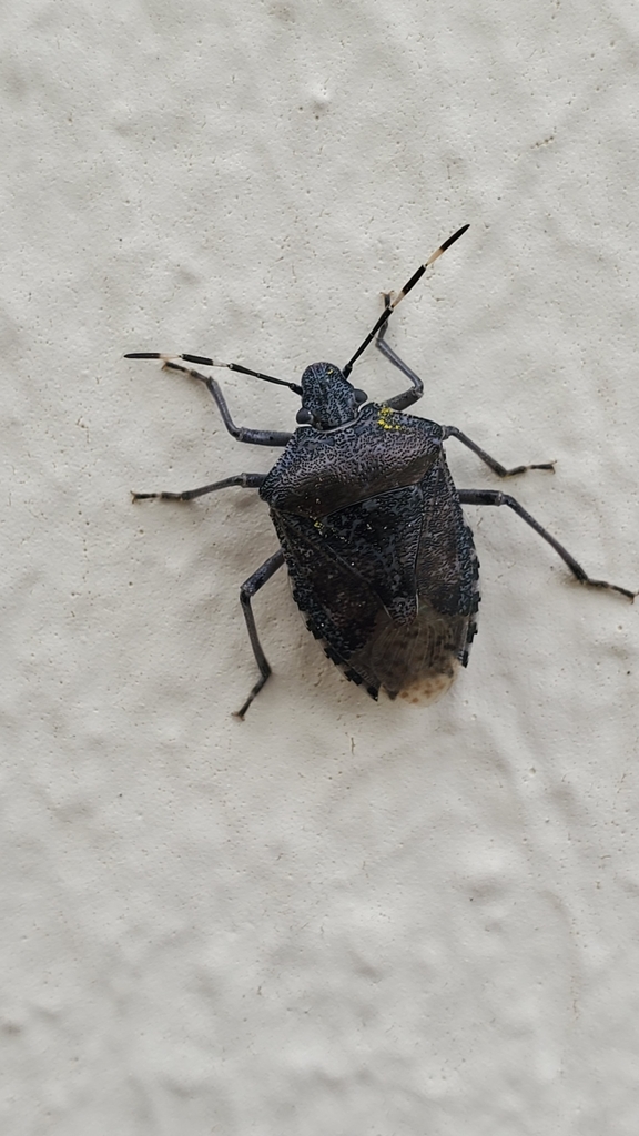 Mottled Stink Bug from 53844 Troisdorf-Bergheim, Deutschland on April ...