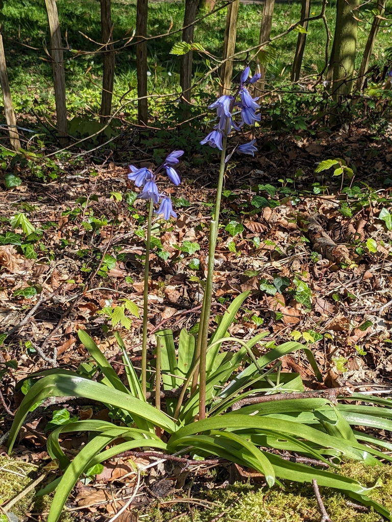 Spanish Bluebell from Helen's Bay, Bangor BT19, UK on April 27, 2024 at ...