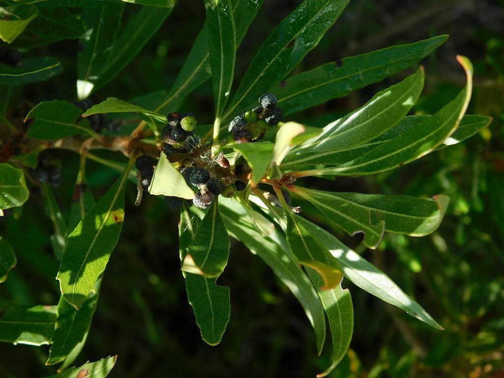 Water Waxberry from Sandpit Greyton, 7233, South Africa on April 26 ...