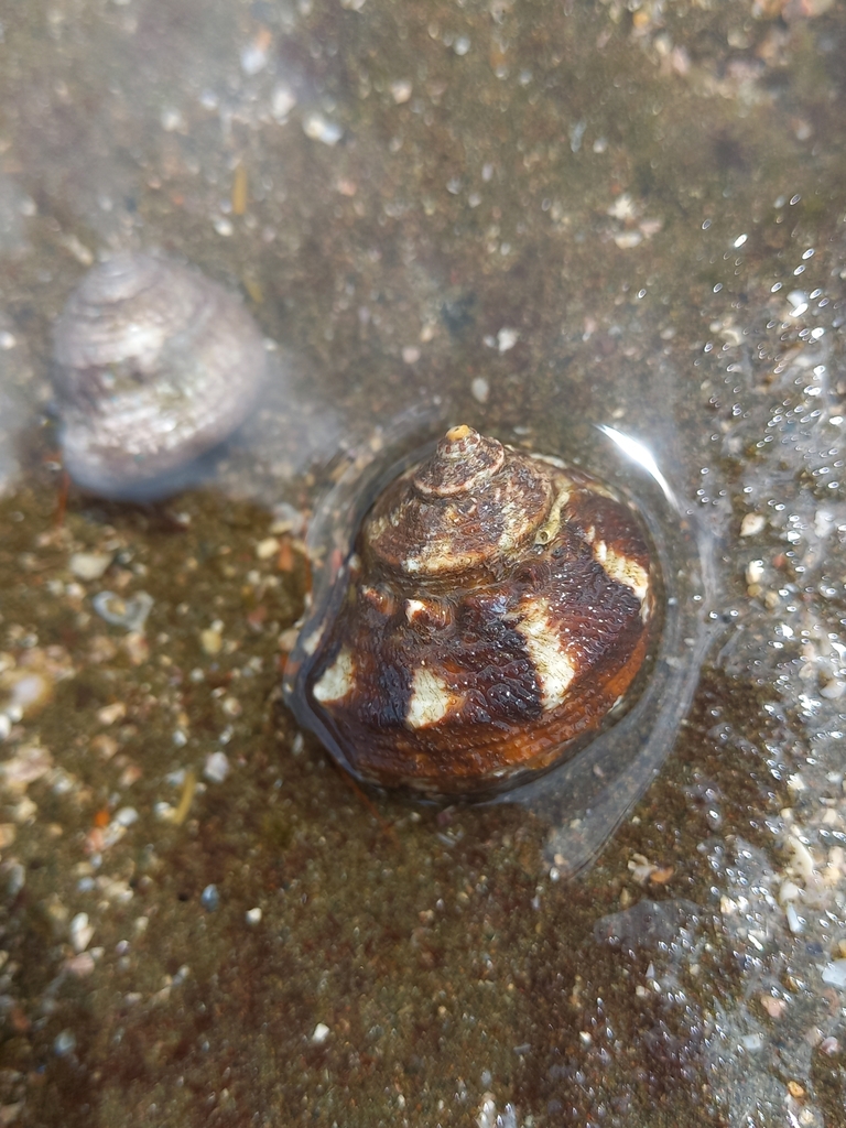 Turbo Snails from Montijo, PA-VR, PA on April 27, 2024 at 10:29 AM by ...