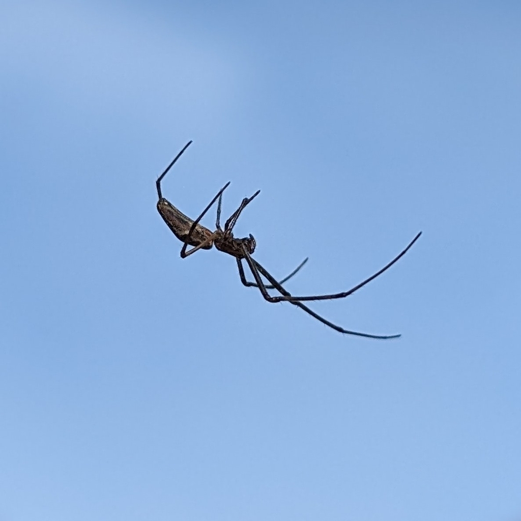Elongate Stilt Spider from Montreal, QC H1X 2B4, Canada on April 27 ...