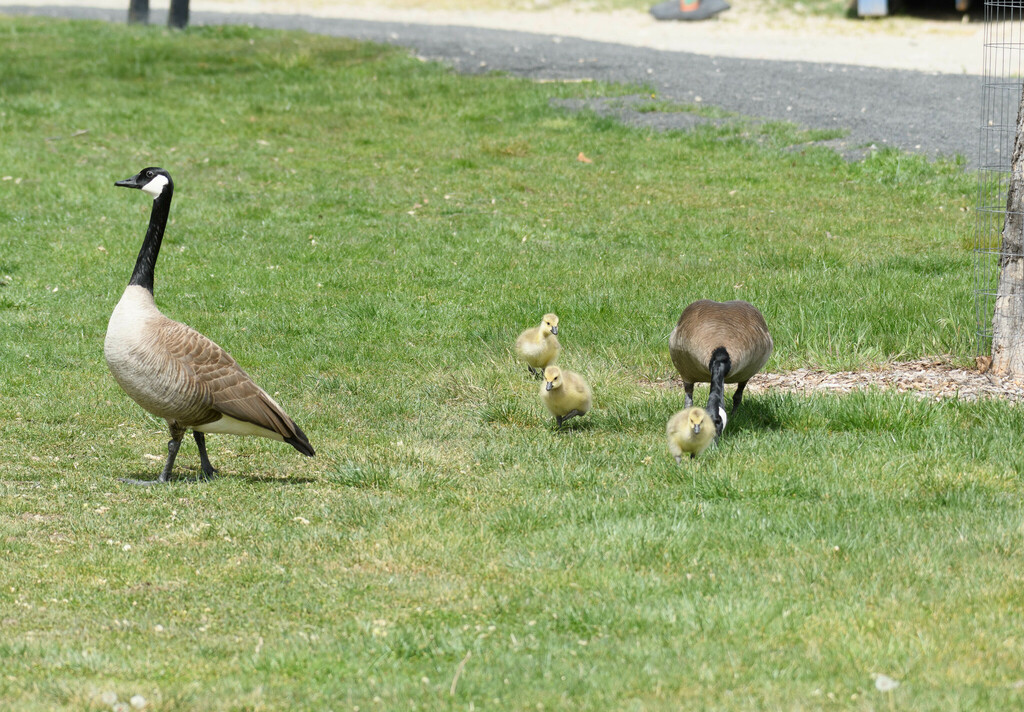 Canada Goose from Esther Simplot Park, Boise, ID, USA on April 26, 2024 ...
