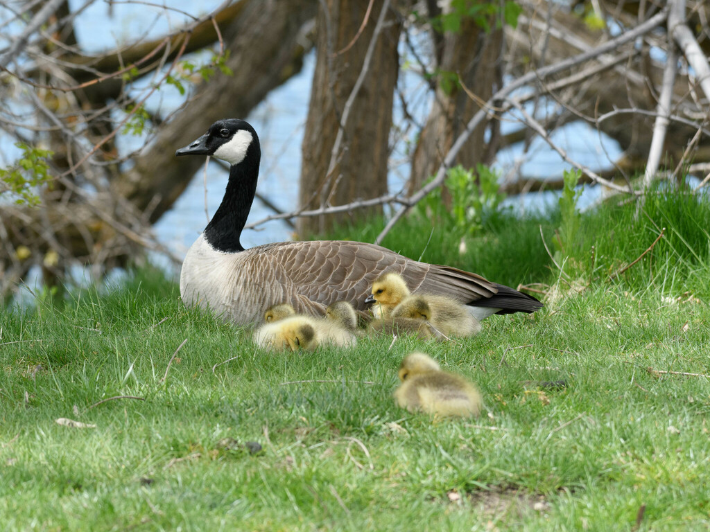 Canada Goose from Esther Simplot Park, Boise, ID, USA on April 26, 2024 ...