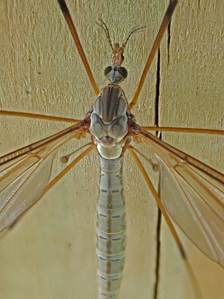 Marsh Crane Fly from Salem, NH 03079, USA on April 27, 2024 at 10:52 AM ...