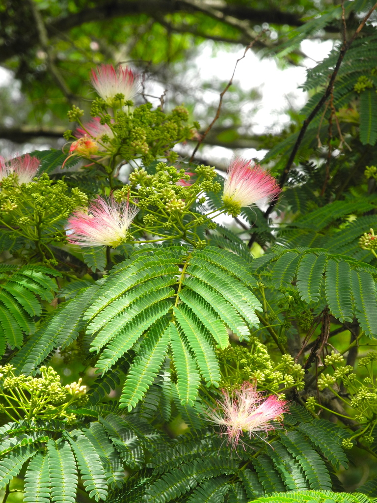 Silktree (MatBio: TREES & SHRUBS - Matanzas Biodiversity) · iNaturalist