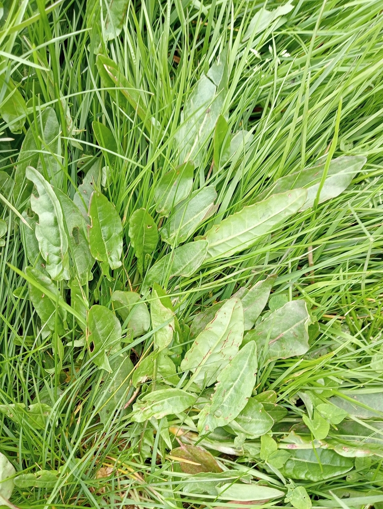Common Sorrel from York YO23 3QZ, UK on April 27, 2024 at 04:49 PM by ...