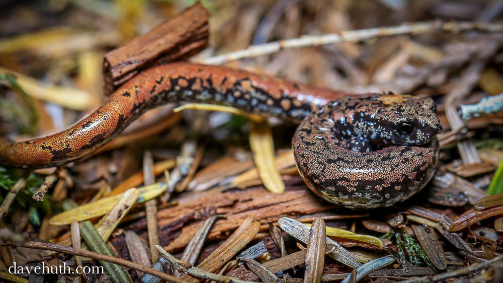 Oregon Slender Salamander in June 2013 by Dave Huth. While searching ...