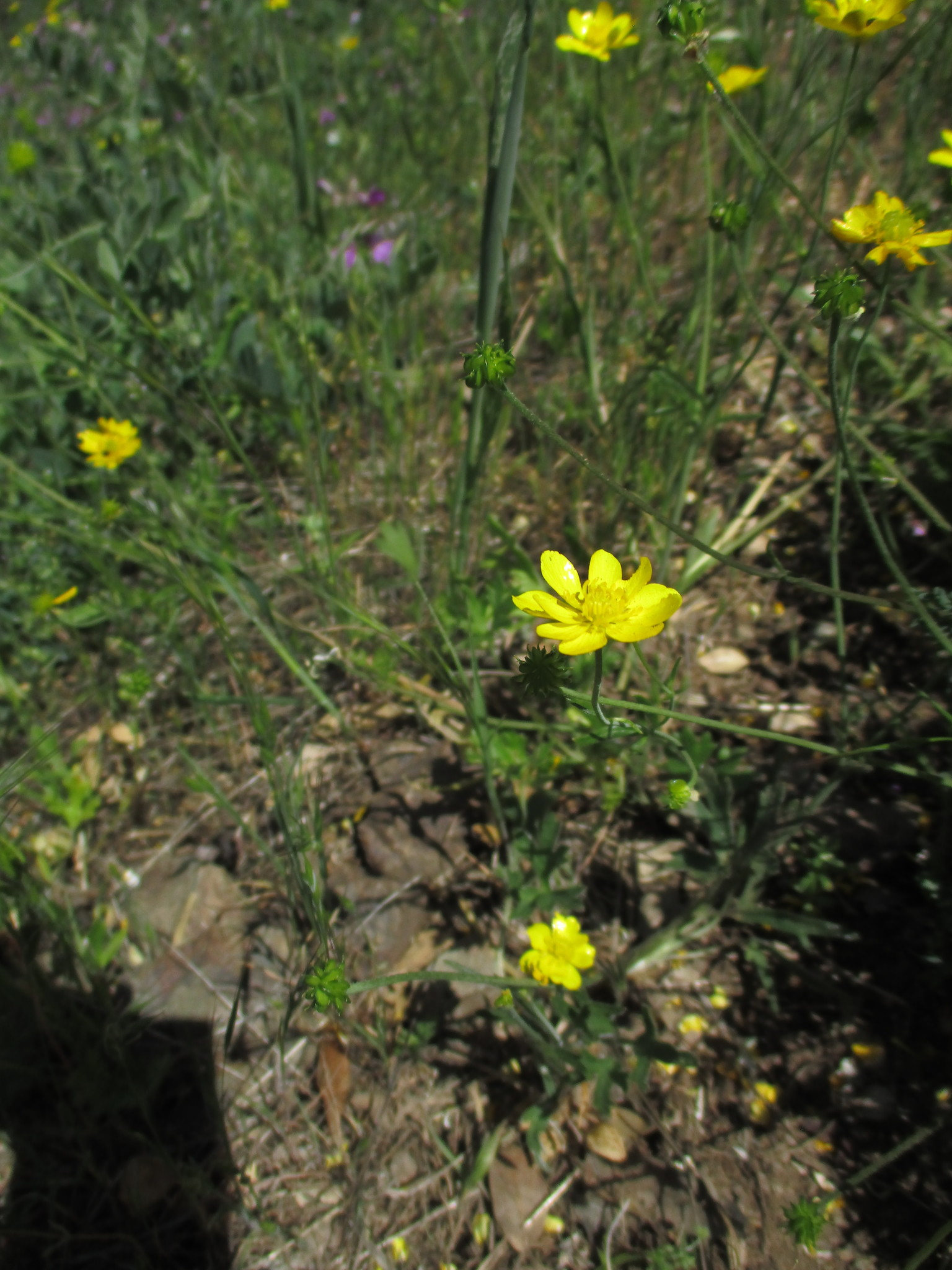 Ranunculus canus Benth.