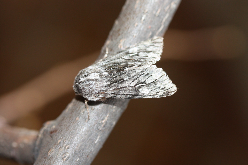 Rannoch Sprawler from Чеховский р-н, Московская обл., Россия on April ...