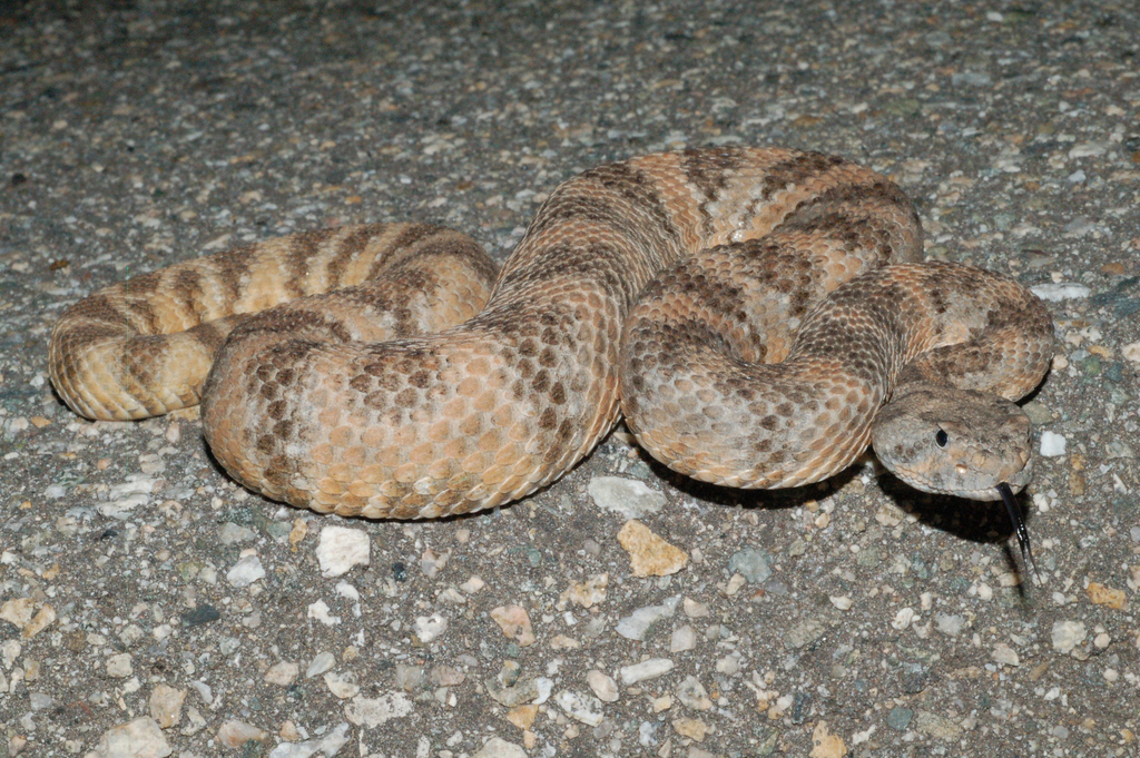 Southwestern Speckled Rattlesnake from Joshua Tree National Park ...