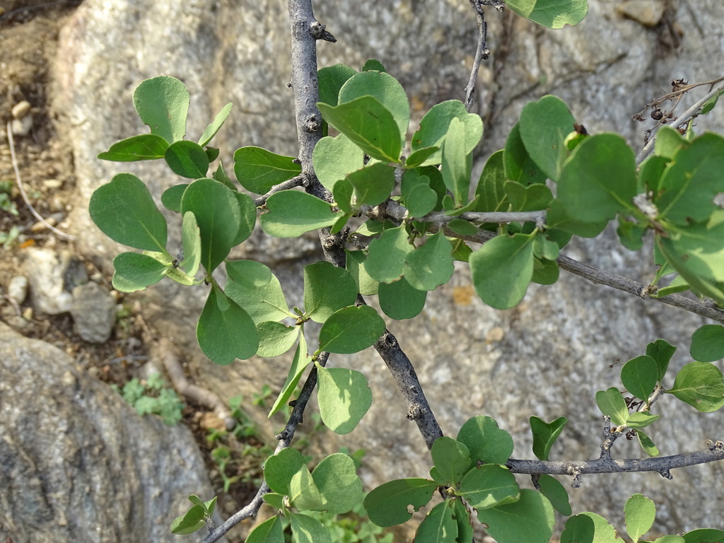 Puzzle Bush from Klein Windhoek, Windhoek, Namibia on April 27, 2024 at ...