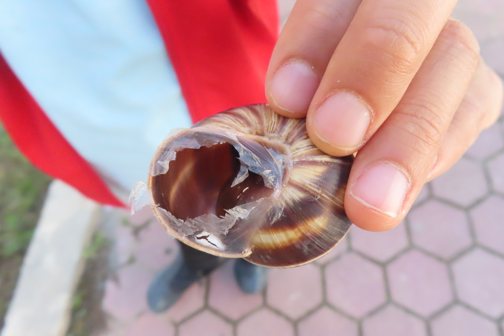 Turkish Snail from 阿尔巴尼亚爱尔巴桑 on April 27, 2024 at 04:17 PM by Wei_Zhou ...