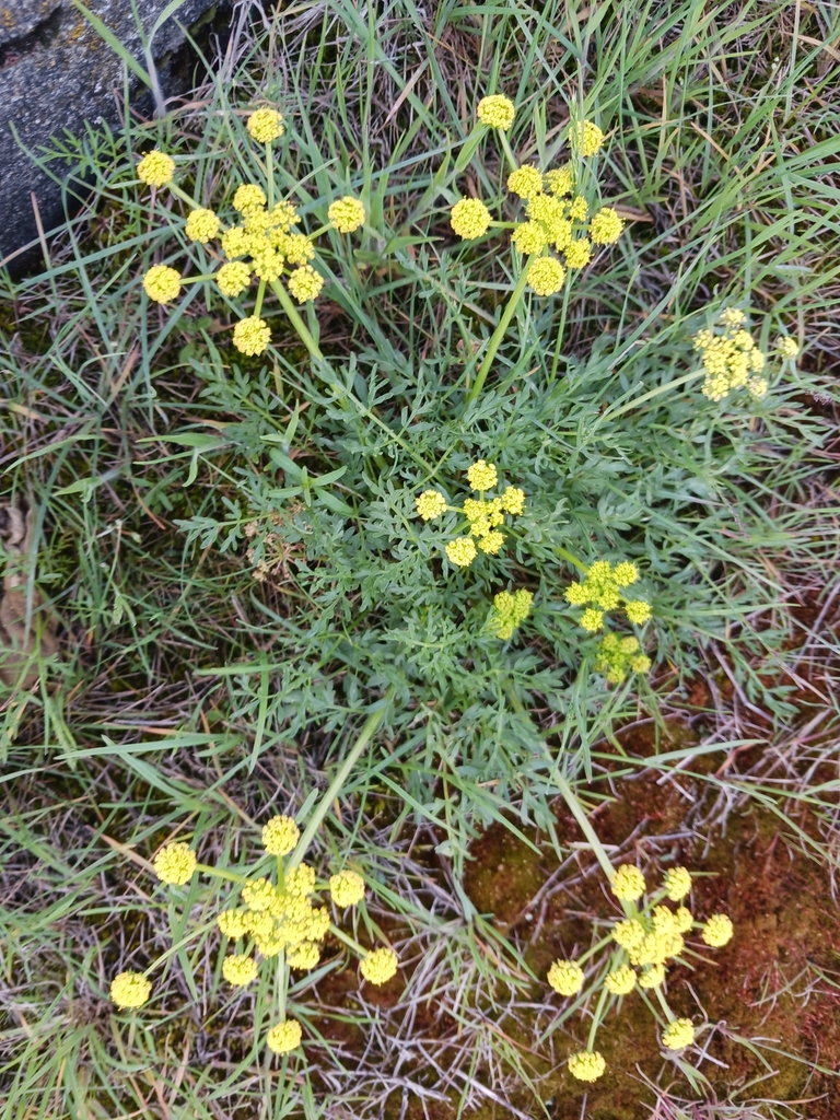 Cous-root Desert-parsley from Summerville, OR 97876, USA on April 27 ...