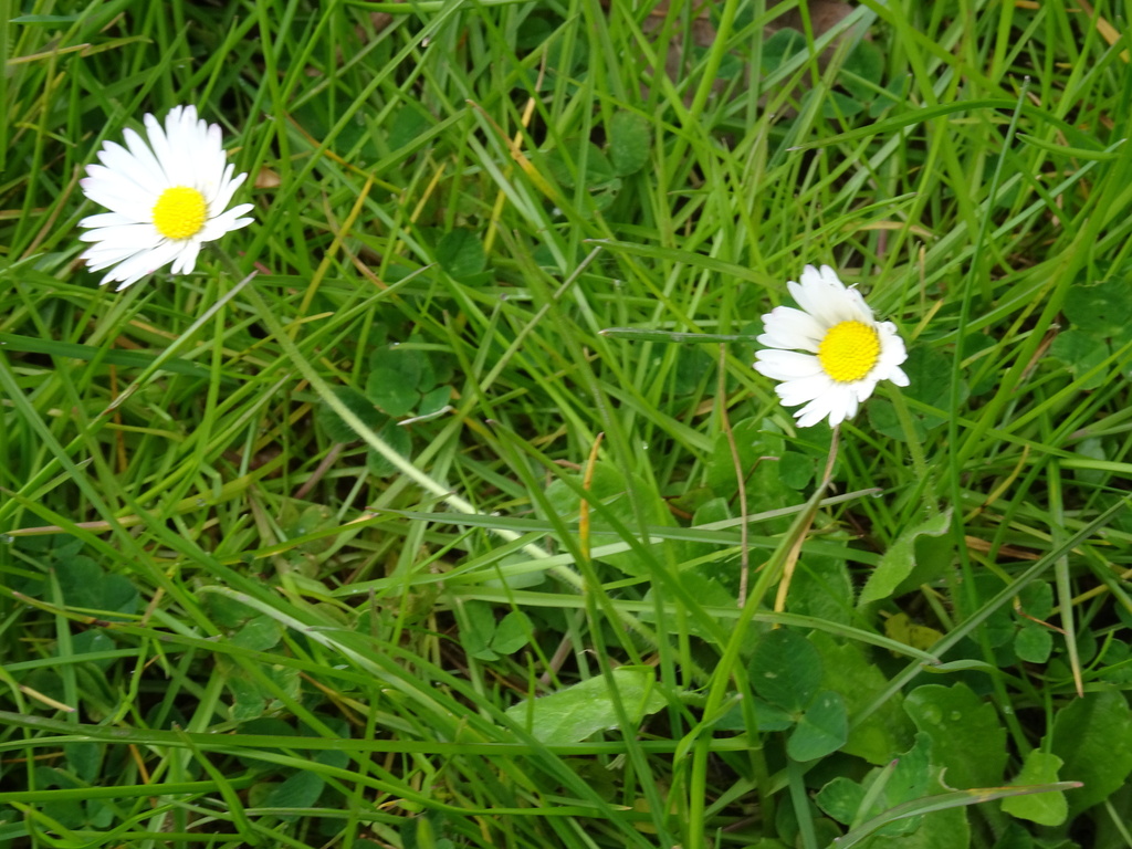Lawn daisy from London, UK on April 27, 2024 at 02:37 PM by Muki Haklay ...