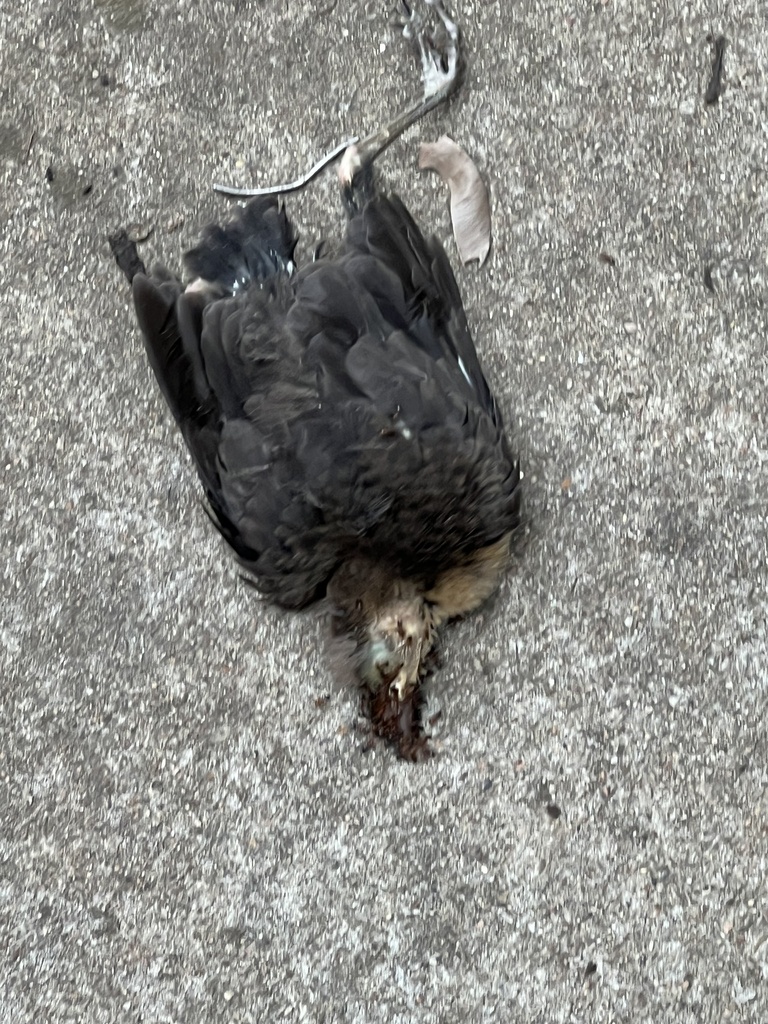 Great-tailed Grackle from S Congress Ave, Austin, TX, US on April 27 ...