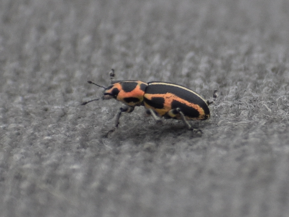 Beautiful Clown Weevil from University of North Texas - Discovery Park ...