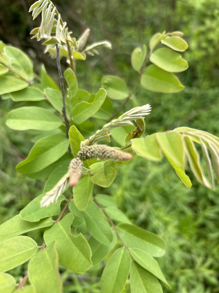 false indigo bush from Sulphur Spring Church Rd, Franklin, KY, US on ...