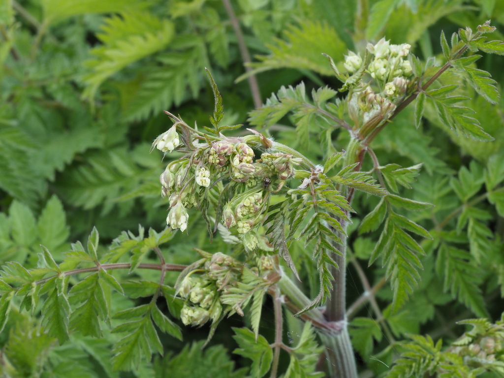 Cow Parsley from Hull, UK on April 27, 2024 at 10:54 AM by Ian Andrews ...