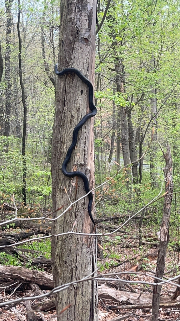 Gray Ratsnake from Peninsula on April 27, 2024 at 01:01 PM by wertman ...