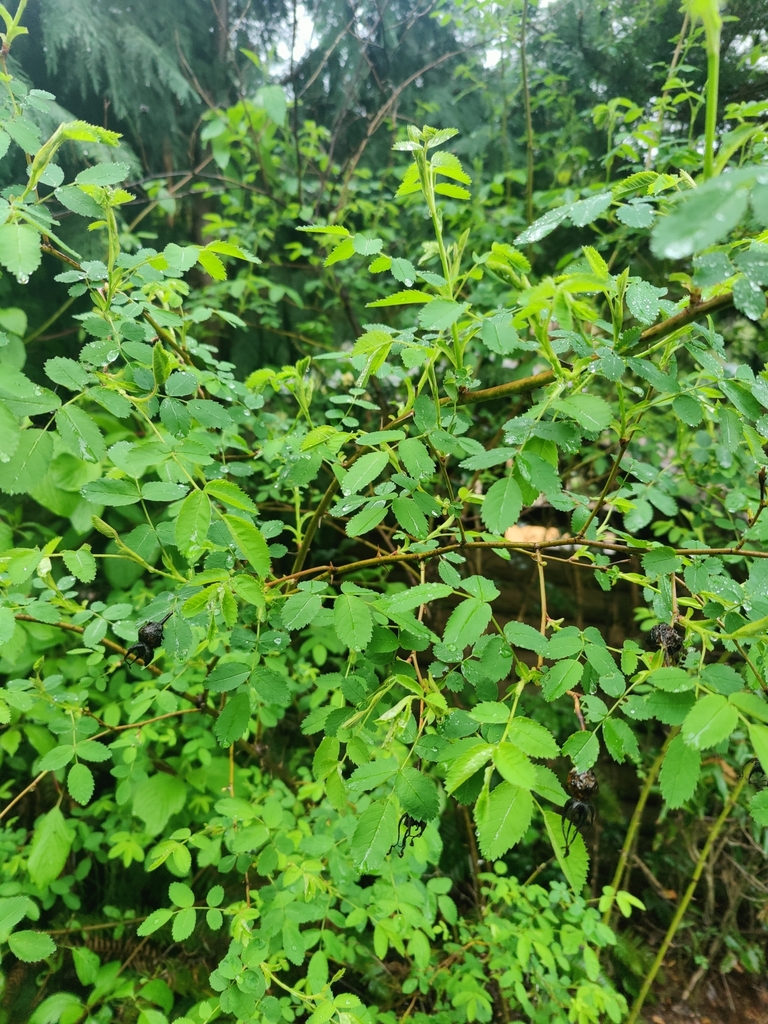 Nootka rose from Clear Lake, WA 98328, USA on April 27, 2024 at 08:13 ...