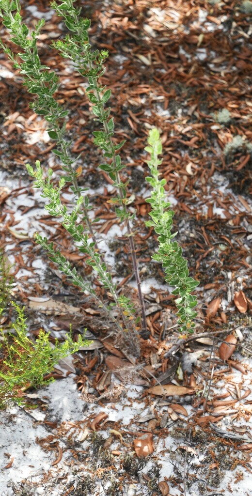 Nodding Pinweed from Polk County, FL, USA on April 27, 2024 at 11:34 AM ...