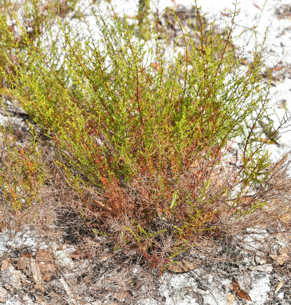 Deckert's pinweed from Polk County, FL, USA on April 27, 2024 at 11:34 ...