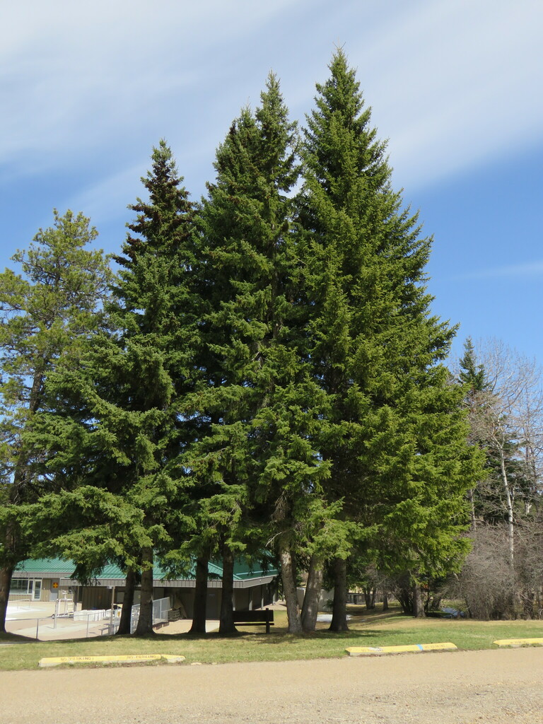 white spruce from Cypress Hills Interprovincial Park, Maple Creek No ...
