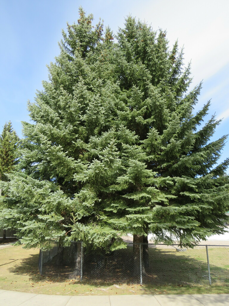 blue spruce from Cypress Hills Interprovincial Park, Maple Creek No ...
