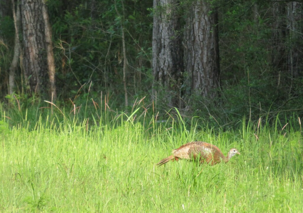Wild Turkey in April 2024 by James Jeffery. "Cinnamon" color phase ...