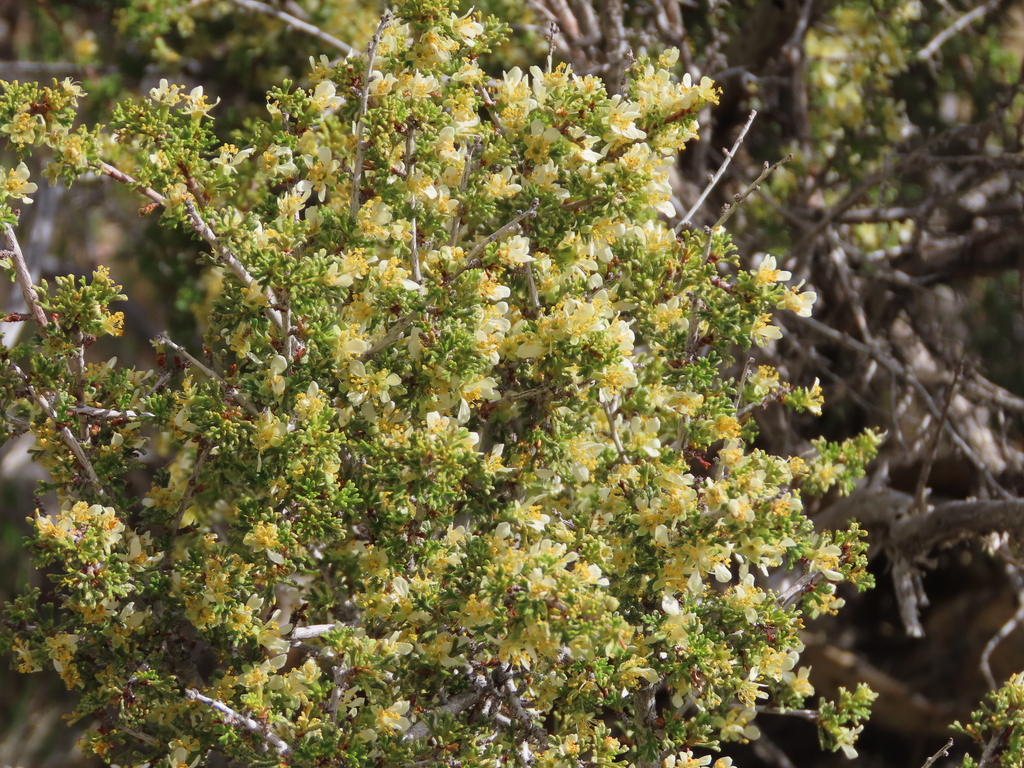 desert bitterbrush from Riverside County, CA, USA on April 26, 2024 at ...