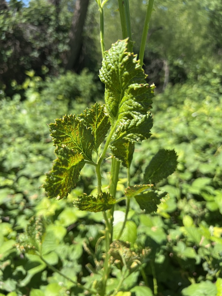 blackberry orange rust from Dr. Paul J. Dugan Park, Roseville, CA, US ...
