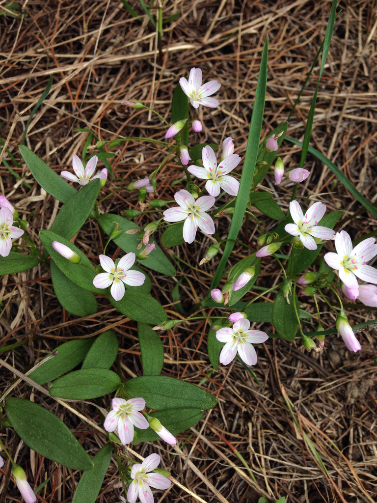 western springbeauty (Native Forbs and Cactuses of Golden Gate Canyon ...