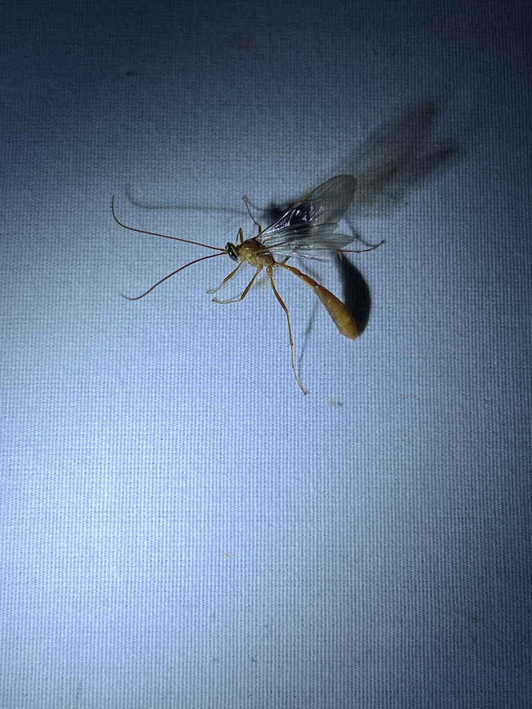 Enicospilus purgatus from Midlothian, TX, USA on April 26, 2024 at 09: ...
