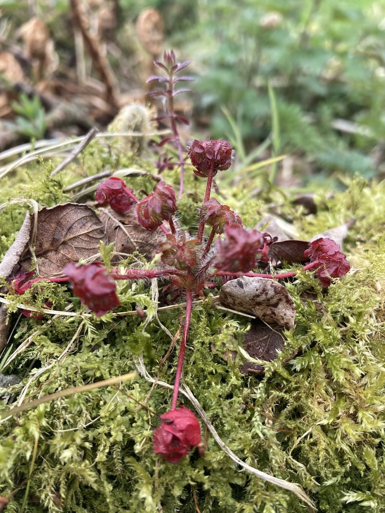 Herb Robert from Mid and Upper Nithsdale Ward, Dumfries, Scotland, GB ...