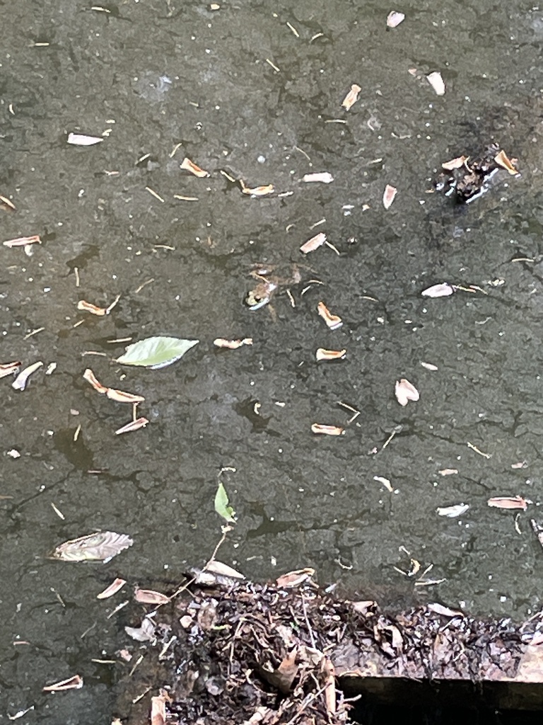 American Bullfrog from Atlanta, GA, US on April 27, 2024 at 02:25 PM by ...